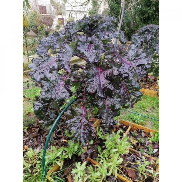 Chou Flower Sprout - Kalettes Garden Mix - Graines potagères