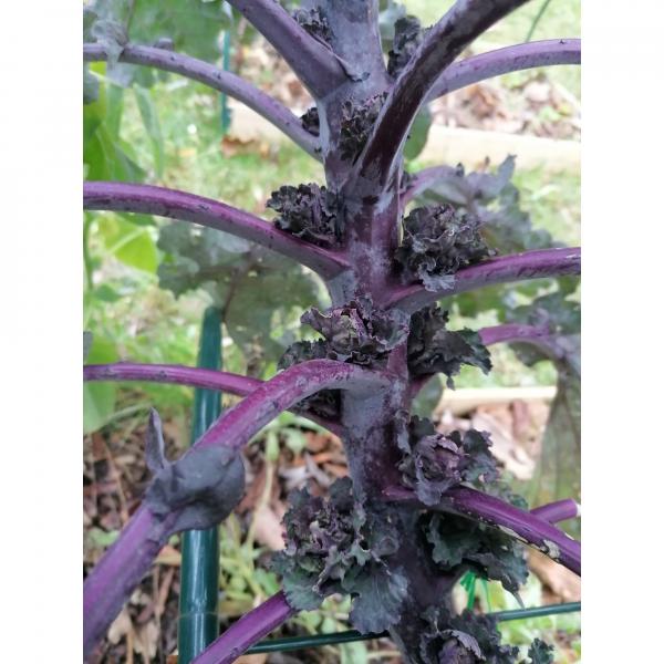 Chou Flower Sprout - Kalettes Garden Mix - Graines potagères