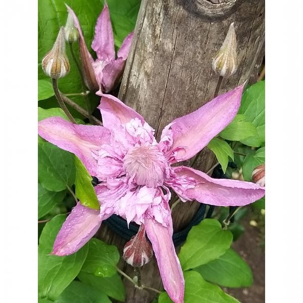 Clematis Multi Pink - Clématite à grandes fleurs roses et ébouriffées
