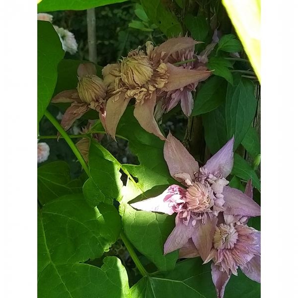 Clematis Multi Pink - Clématite à grandes fleurs roses et ébouriffées