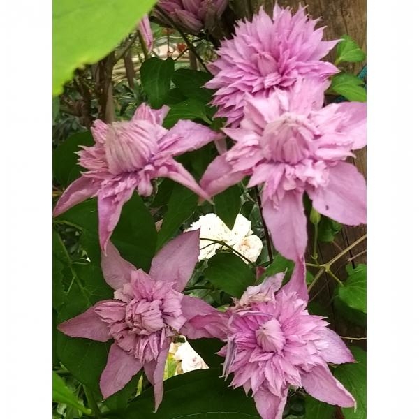 Clematis Multi Pink - Clématite à grandes fleurs roses et ébouriffées