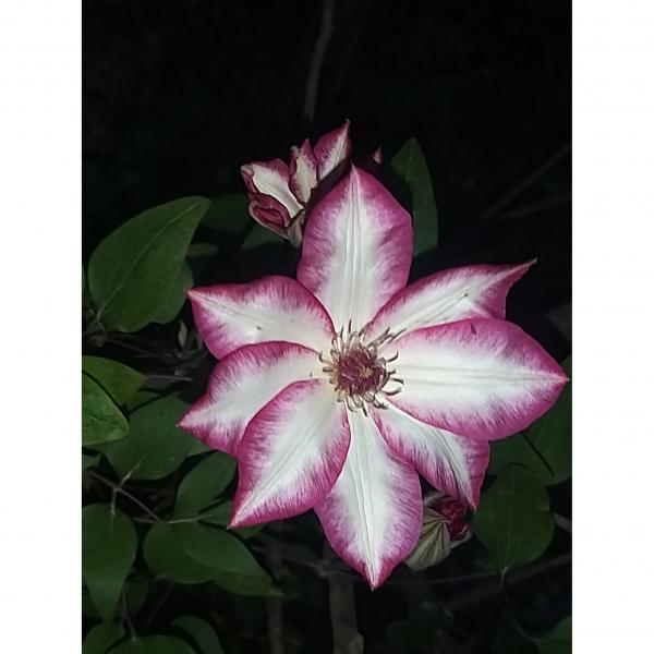 Clématite Picotee - Clematis patens à grandes fleurs étoilées bicolores