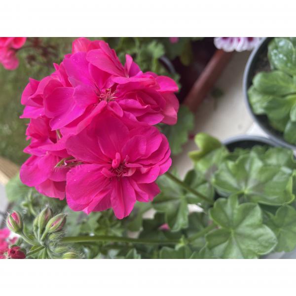 Collection 5 géraniums-lierres doubles - Pelargonium peltatum pour ...