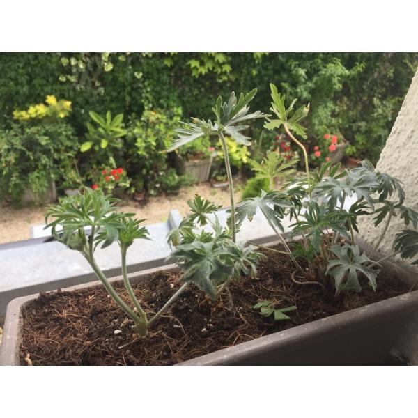 Collection de 6 géraniums vivaces à fleurs doubles, en coloris assortis