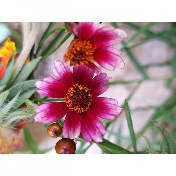 Coreopsis verticillata Ruby Red - Coréopsis à fleurs rouge rubis sur un ...