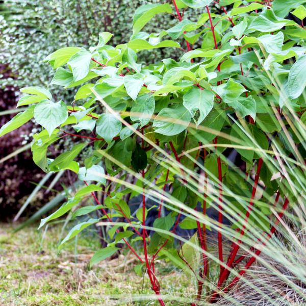 Cornus alba Baton Rouge® - Cornouiller blanc à rameaux rouge vif en hiver