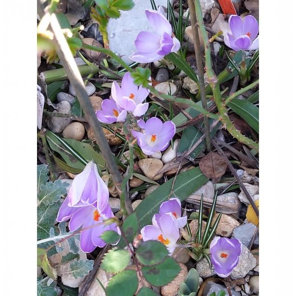 Crocus vernus Vanguard - Bulbe - Variété botanique à fleurs mauves