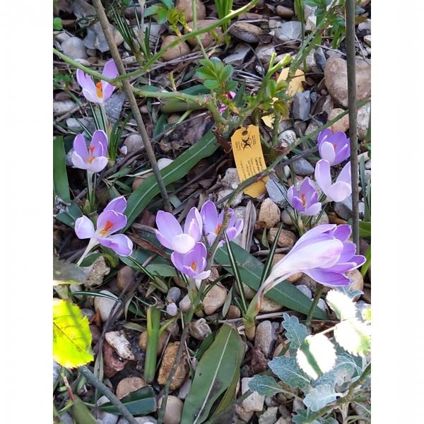 Crocus vernus Vanguard - Bulbe - Variété botanique à fleurs mauves