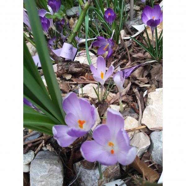 Crocus vernus Vanguard - Bulbe - Variété botanique à fleurs mauves