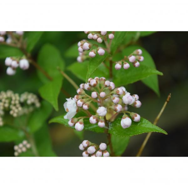 Deutzia compacta Lavender Time - Arbuste à floraison blanche et rose