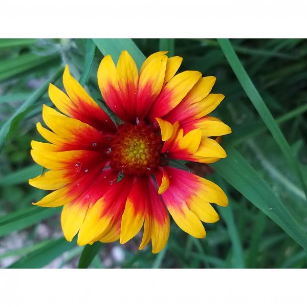 Gaillarde Kobold - Gaillardia (x) grandiflora - Vivace compacte à ...
