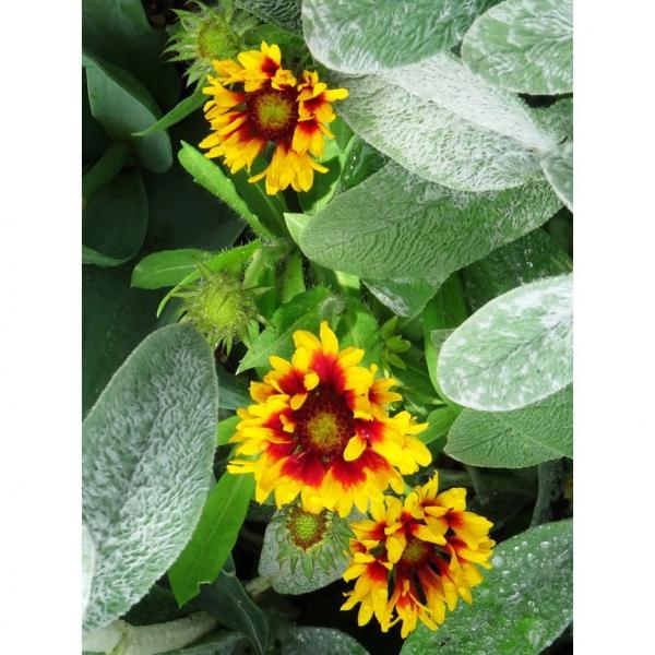 Gaillardia Aristata Arizona Sun - Gaillarde - Vivace naine aux fleurs ...