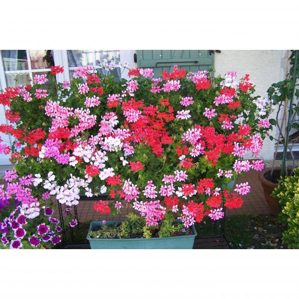 Geranium lierre Roi des Balcons rouge Imperial - Pelargonium peltatum ...