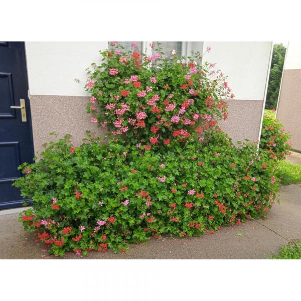 Geranium lierre Roi des Balcons rouge Imperial - Pelargonium peltatum ...