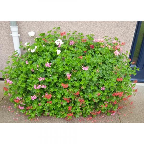 Geranium lierre Roi des Balcons rouge Imperial - Pelargonium peltatum ...