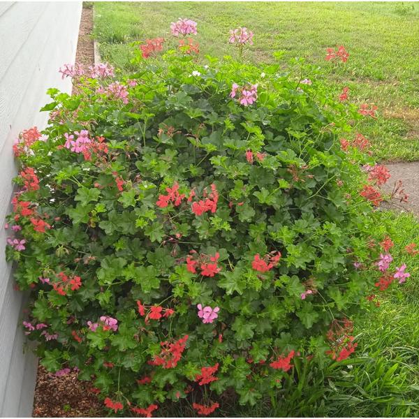 Geranium lierre Roi des Balcons rouge Imperial - Pelargonium peltatum ...