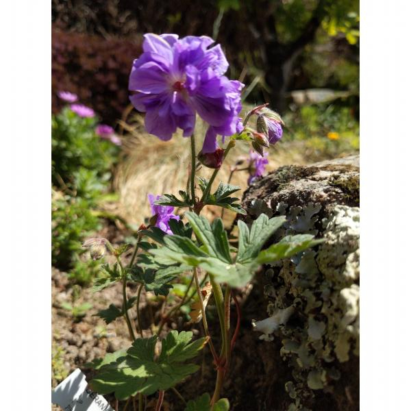 Geranium himalayense Plenum - Birch Double - Géranium vivace à fleurs ...