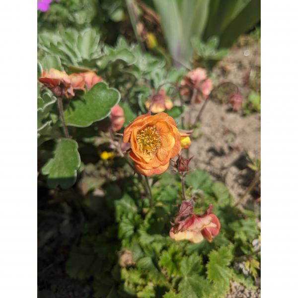 Geum Nonna - Benoîte à fleurs semi-doubles, jaune bordées d'orange.