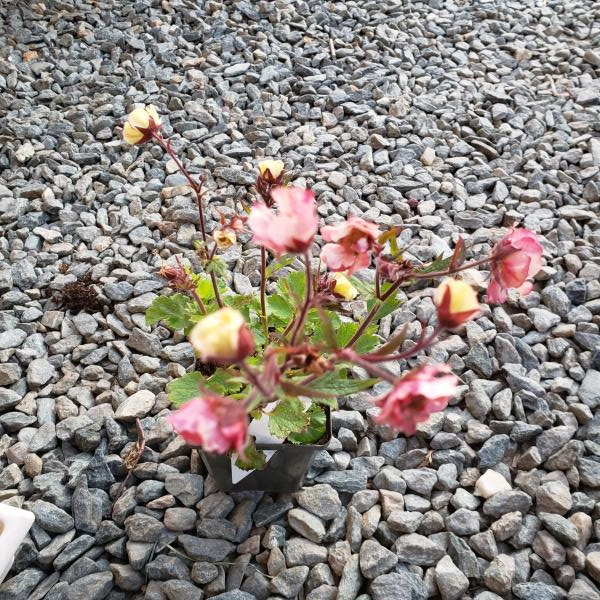 Geum Tempo Rose - Benoîte à fleurs roses semi-doubles
