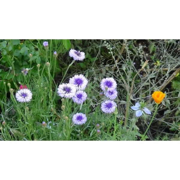 Bleuet en mélange- Centaurée cyanus Classic Fantastic - Centaurea ...