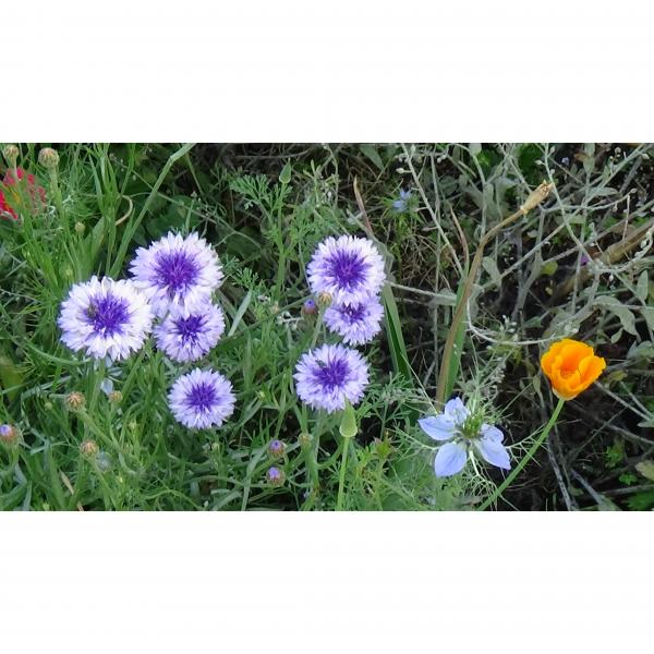 Bleuet en mélange- Centaurée cyanus Classic Fantastic - Centaurea ...