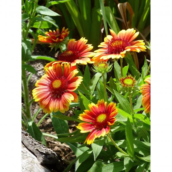 Gaillardia Aristata Arizona Sun - Gaillarde - Vivace naine aux fleurs ...