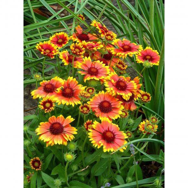 Gaillardia Aristata Arizona Sun - Gaillarde - Vivace naine aux fleurs ...