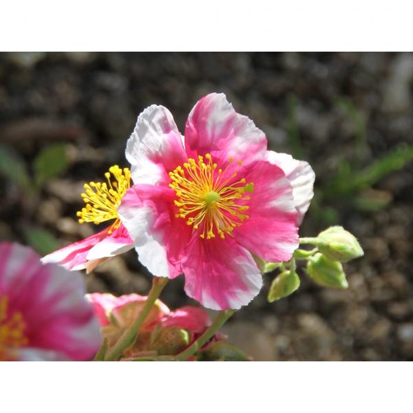 Helianthemum Raspberry Ripple - Hélianthème à fleurs blanches et roses