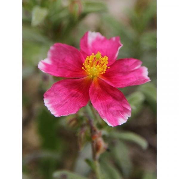 Helianthemum Raspberry Ripple - Hélianthème à fleurs blanches et roses