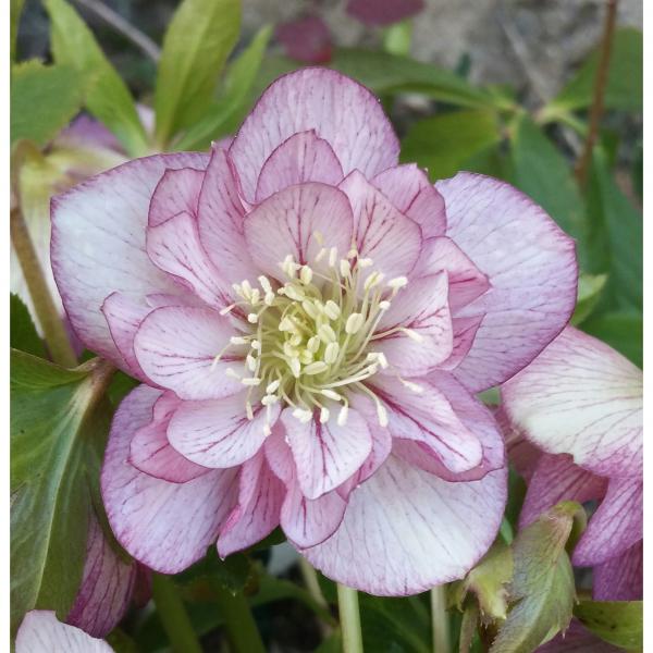 Hellebore Double Picotee - Helleborus orientalis - Rose de Noël