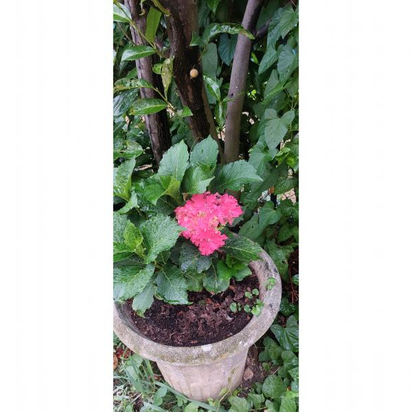 Hydrangea macrophylla Curly Sparkle Red – Hortensia à fleurs rouge clair