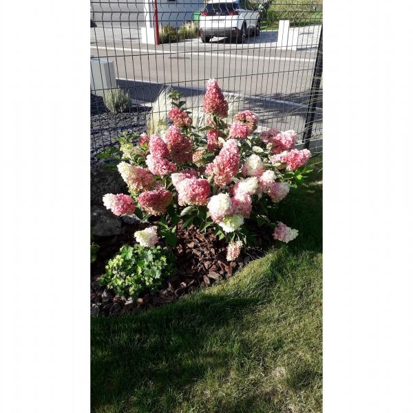 Hydrangea paniculata Fraise Melba – Hortensia paniculé rose et blanc
