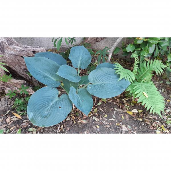 Hosta sieboldiana Blue Vision - Variété impressionnante aux feuilles ...