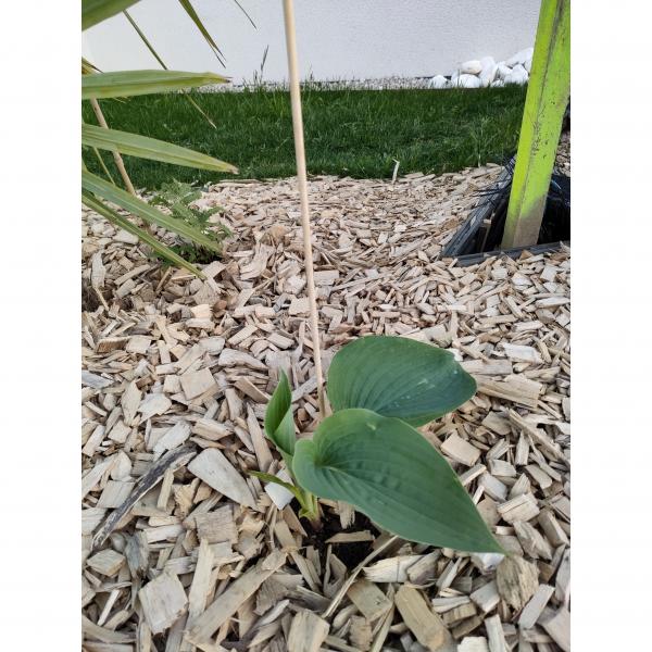 Hosta Empress Wu - Une variété géante, impressionnante