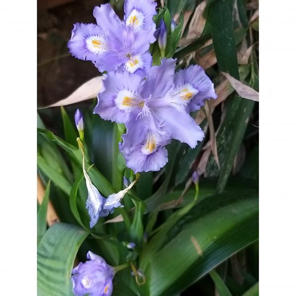 Iris confusa Martyn Rix - Iris bambou à fleurs bleu-mauve
