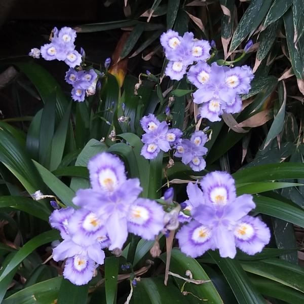 Iris confusa Martyn Rix - Iris bambou à fleurs bleu-mauve