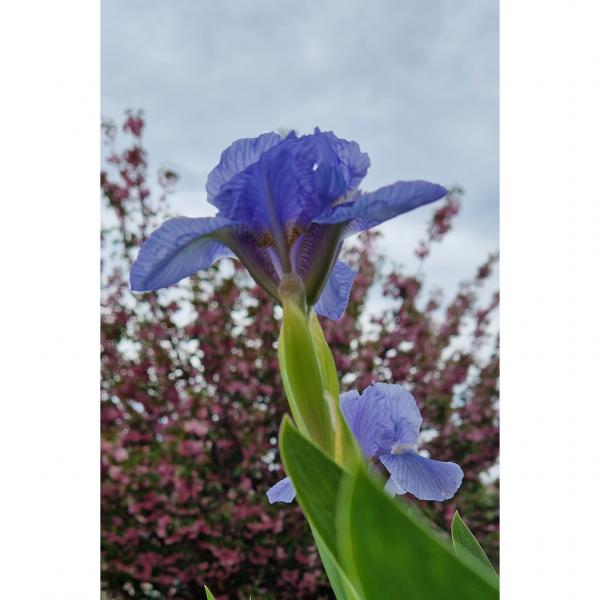 Iris pumila Blue Denim - Lilliput - Iris des Jardins bleu clair, nain