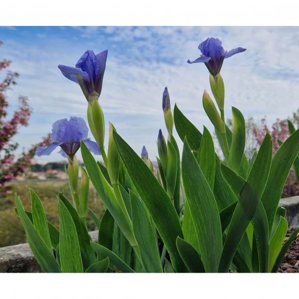 Iris pumila Blue Denim - Lilliput - Iris des Jardins bleu clair, nain