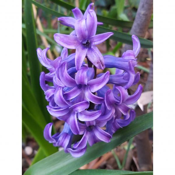 Jacinthe Delft Blue - Hyacinthus orientalis - Bulbeuse rustique, aux ...
