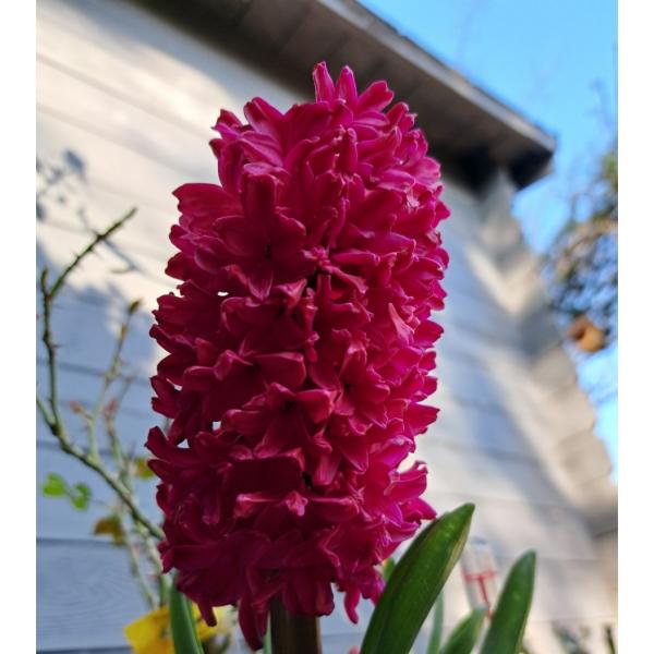 Jacinthe Jan Bos - Hyacinthus (x) orientalis - Variété précoce, très parfumées.