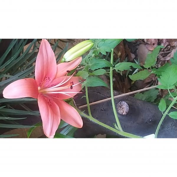Lilium Pearl Loraine - Lis asiatique à grandes fleurs rouge saumoné doux.