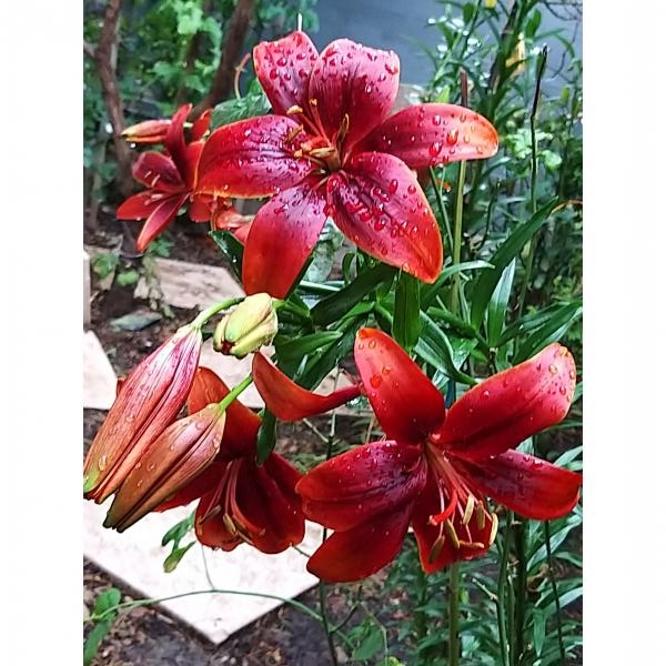 Lilium Royal Kiss - Hybride de Lis asiatique à fleurs rouge-pourpre ...