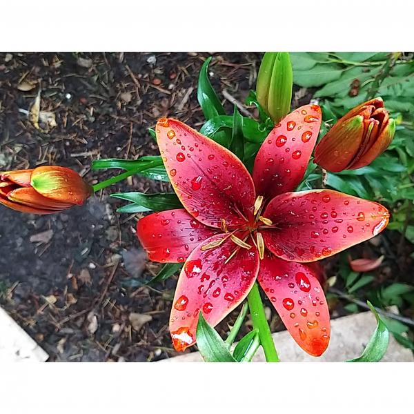 Lilium Royal Kiss - Hybride de Lis asiatique à fleurs rouge-pourpre ...
