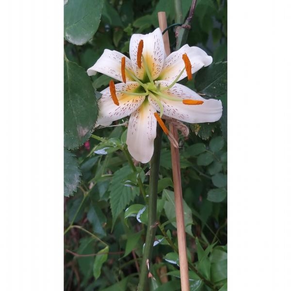 Lis hybride de henryi - Lilium Lady Alice