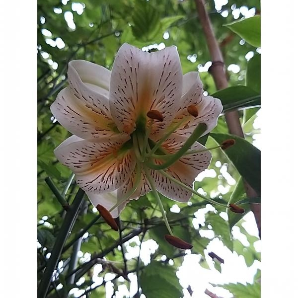 Lis hybride de henryi - Lilium Lady Alice