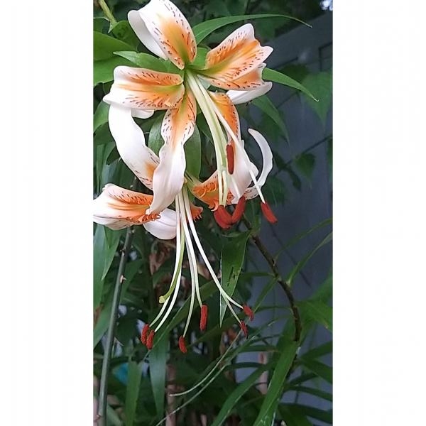 Lis hybride de henryi - Lilium Lady Alice