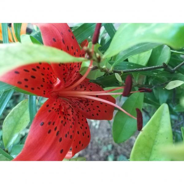 Lilium Miss Feya - Lis Groupe oriental/Trompette - Très grandes fleurs ...