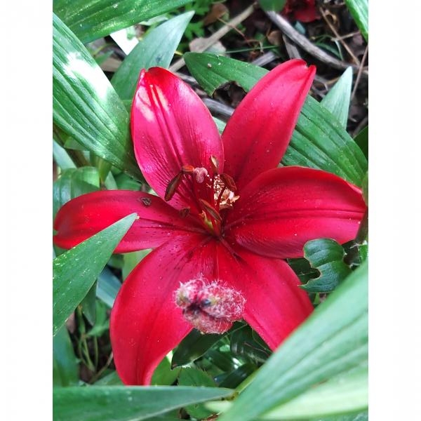 Lilium Crimson Pixie - Lis asiatique nain, à fleurs rouge carmin.