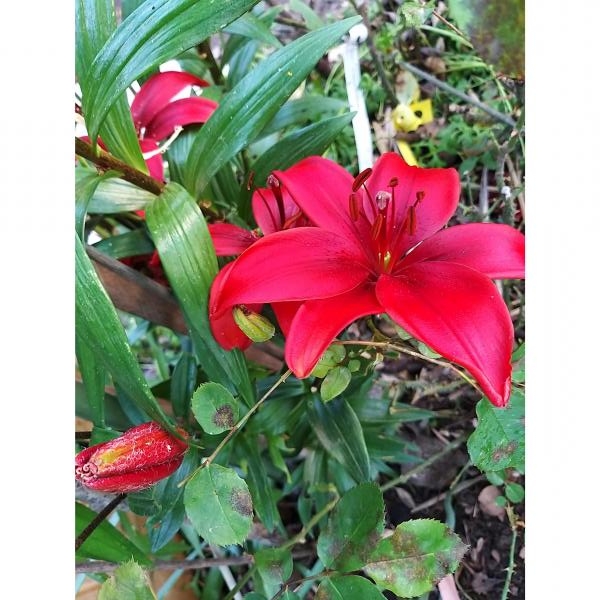 Lilium Crimson Pixie - Lis asiatique nain, à fleurs rouge carmin.
