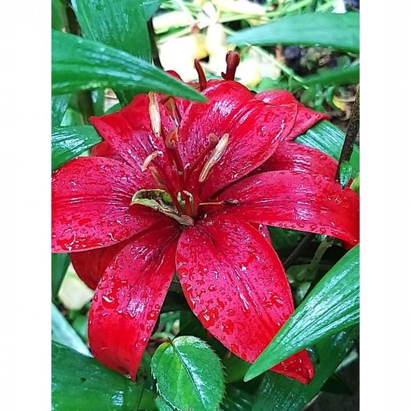 Lilium Crimson Pixie - Lis asiatique nain, à fleurs rouge carmin.